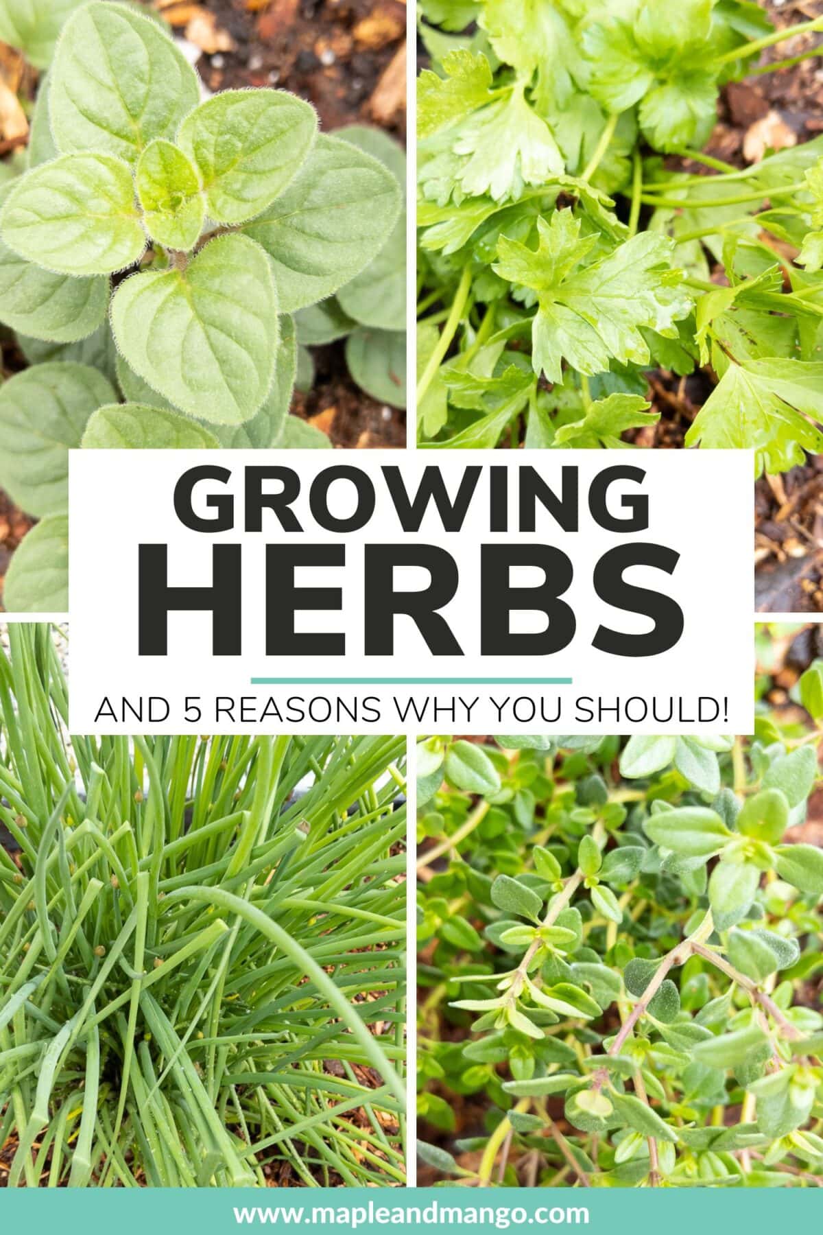 Growing Herbs (And Their Many Benefits!) | Maple + Mango