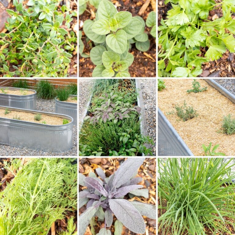 Growing Herbs (And Their Many Benefits!) | Maple + Mango